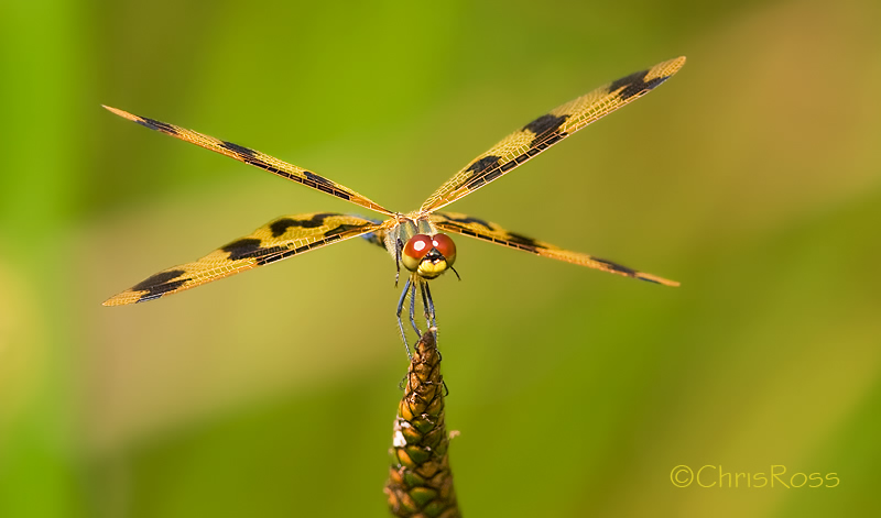 Australian Natural Images