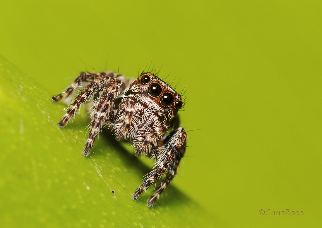 Australian Natural Images